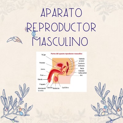 Aparato reproductor masculino