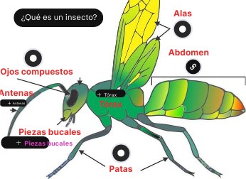 Partes de un insecto | Genially
