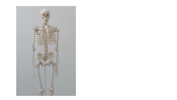 Lo scheletro in 3D