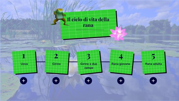 Ciclo vitale delle rane | Genially