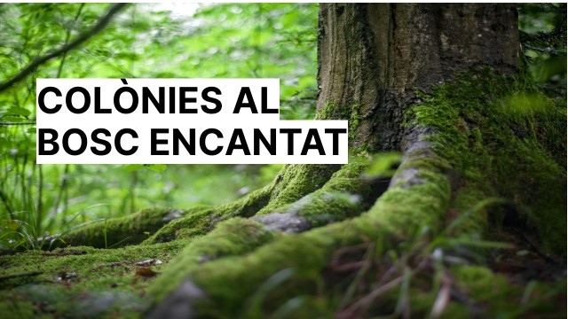 Les colònies al bosc encantat | Genially