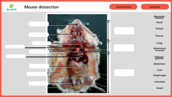Mouse dissection