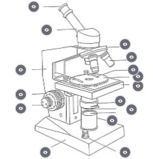 EL MICROSCOPI ÒPTIC. PARTS | Genially