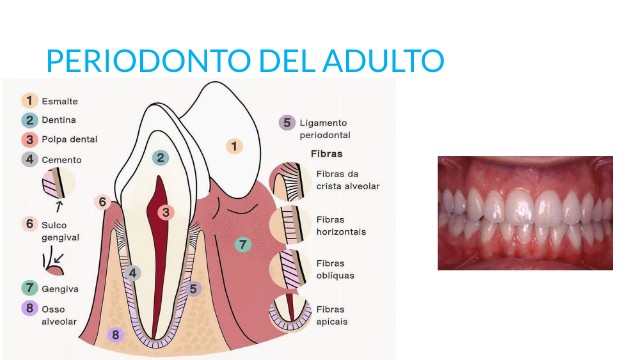 periodonto sano.pptx