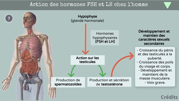 Action de FSH LH | Genially
