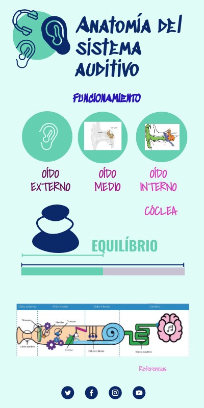 Anatomia del sistema auditivo | Genially