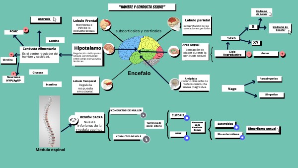 Hambre y conducta Sexual