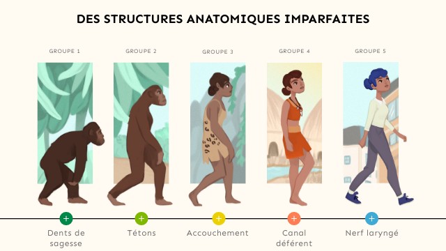 STAGES OF HUMAN EVOLUTION