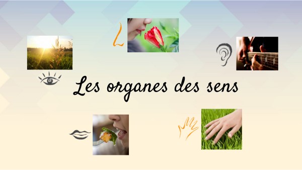 Les organes des sens | Genially