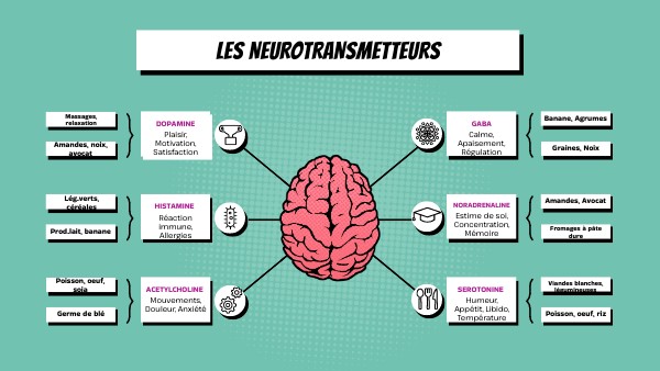 Les Neurotransmetteurs