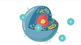 Interactive cell poster | Genially