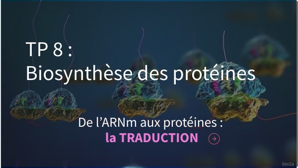 TP8 Traduction tablette 2024