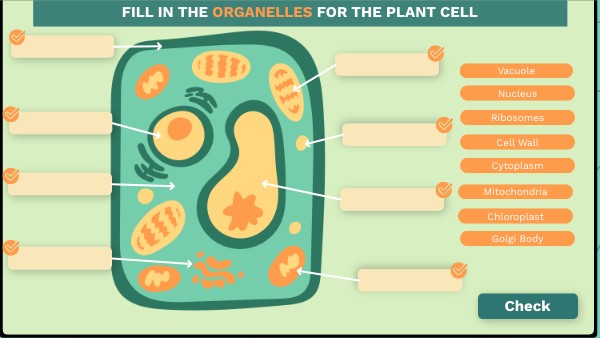 Drag and Drop Plant Cell