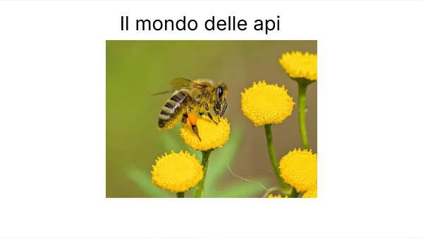 Il mondo delle api
