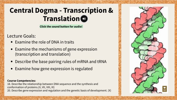 Week 12: Central Dogma - Transcription & Translation