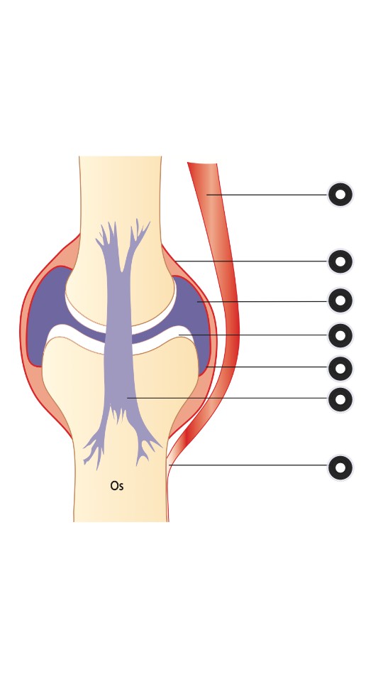 Les articulations (schéma à compléter) | Genially