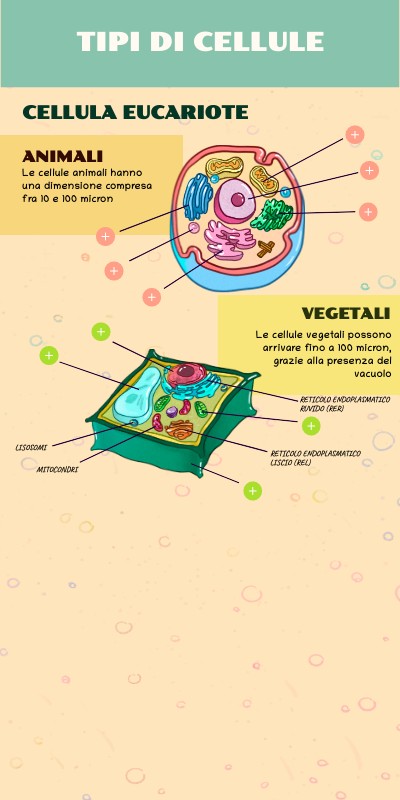 cellule eucariote e procariote