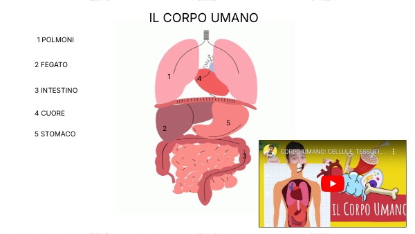 IL CORPO UMANO