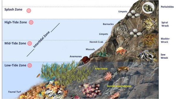 Intertidal Zone