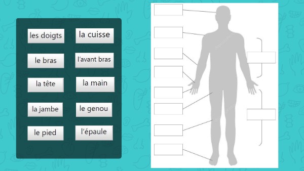 les parties du corps | Genially