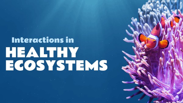 Interactions in Healthy Ecosystems | Genially