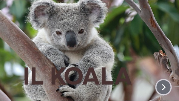 IL KOALA | Genially