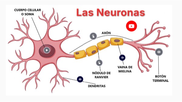 Imagen interactiva neurona | Genially