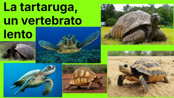 La tartaruga-ricerca Pietro Negroni
