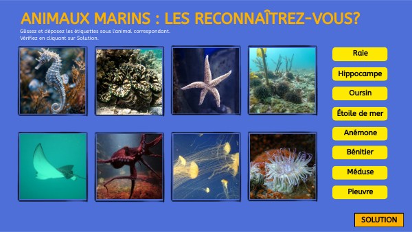 Animaux marins : les reconnaîtrez-vous?
