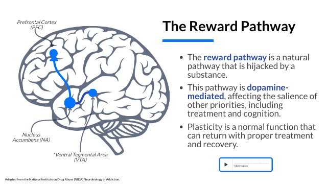 The Reward Pathway | Genially