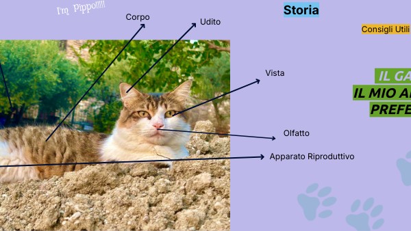 I'm PIPPO.IL MIO ANIMALE PREFERITO