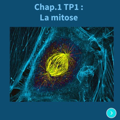 1SPE chap.1 TP1 La mitose