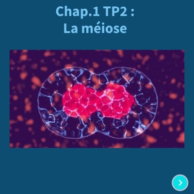 1SPE chap.1 TP2 La méiose | Genially
