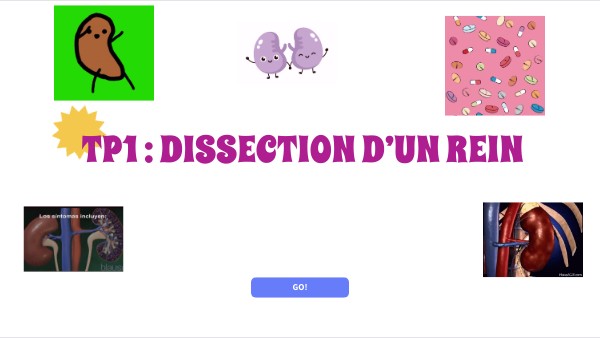 ST2S TerminaleTP1 Dissection rei | Genially