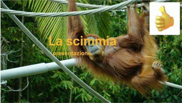 La scimmia | Genially