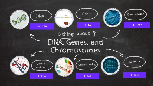 DNA, Genes, and Chromosomes | Genially