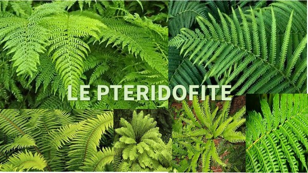 Le Pteridofite | Genially