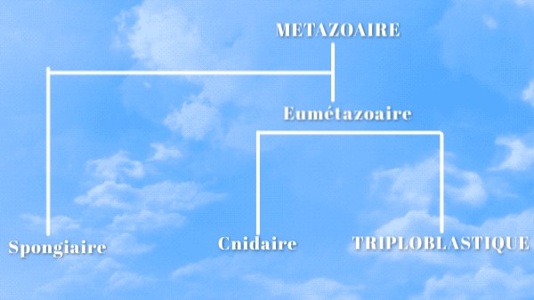 Les métazoaires