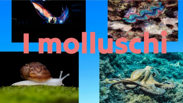 i molluschi