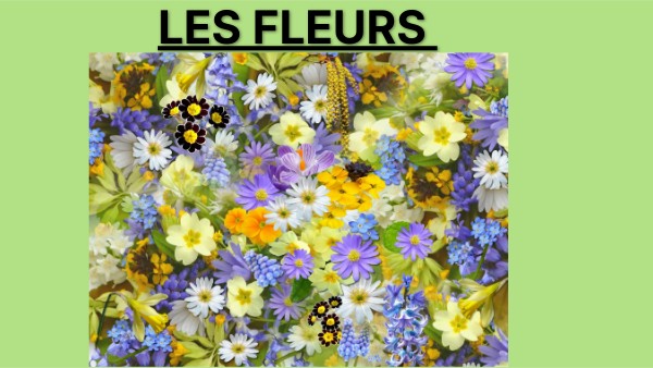 Les fleurs Rose