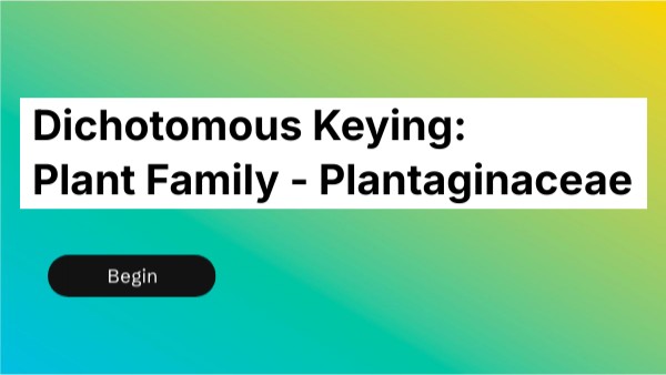 1 Dichotomous Keying -Plant Family - Plantaginaceae | Genially