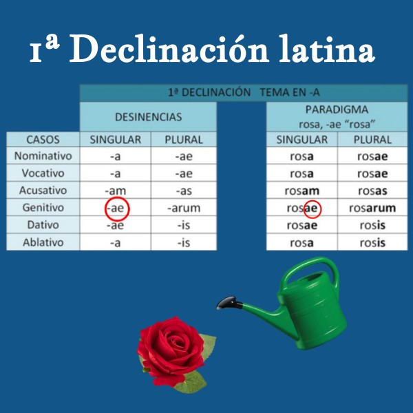 1ª Declinación latina