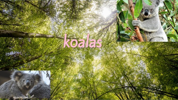 koalas
