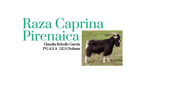 Raza cabrina pirenaica GPA