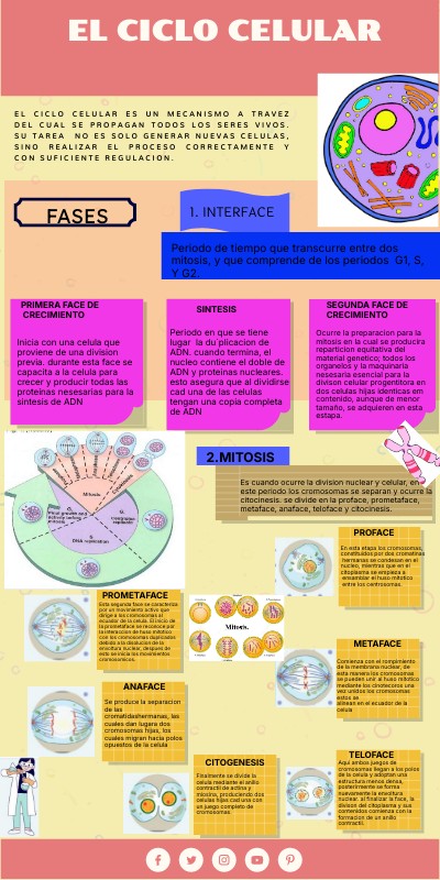 ciclo de la celula | Genially