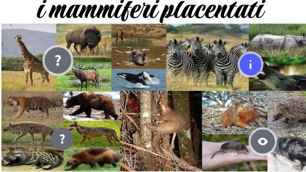 mammiferi placentati Viola