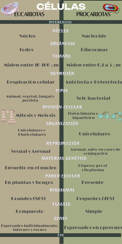 Infografía de las células | Genially