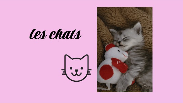 les chat
