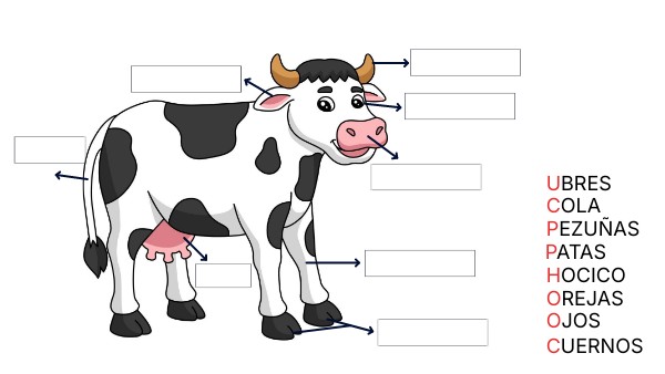 PARTES DEL CUERPO DE LA VACA | Genially