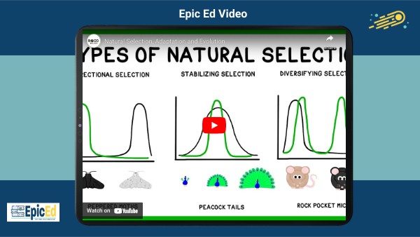 Bio B 3.5 Types of Natural Selection